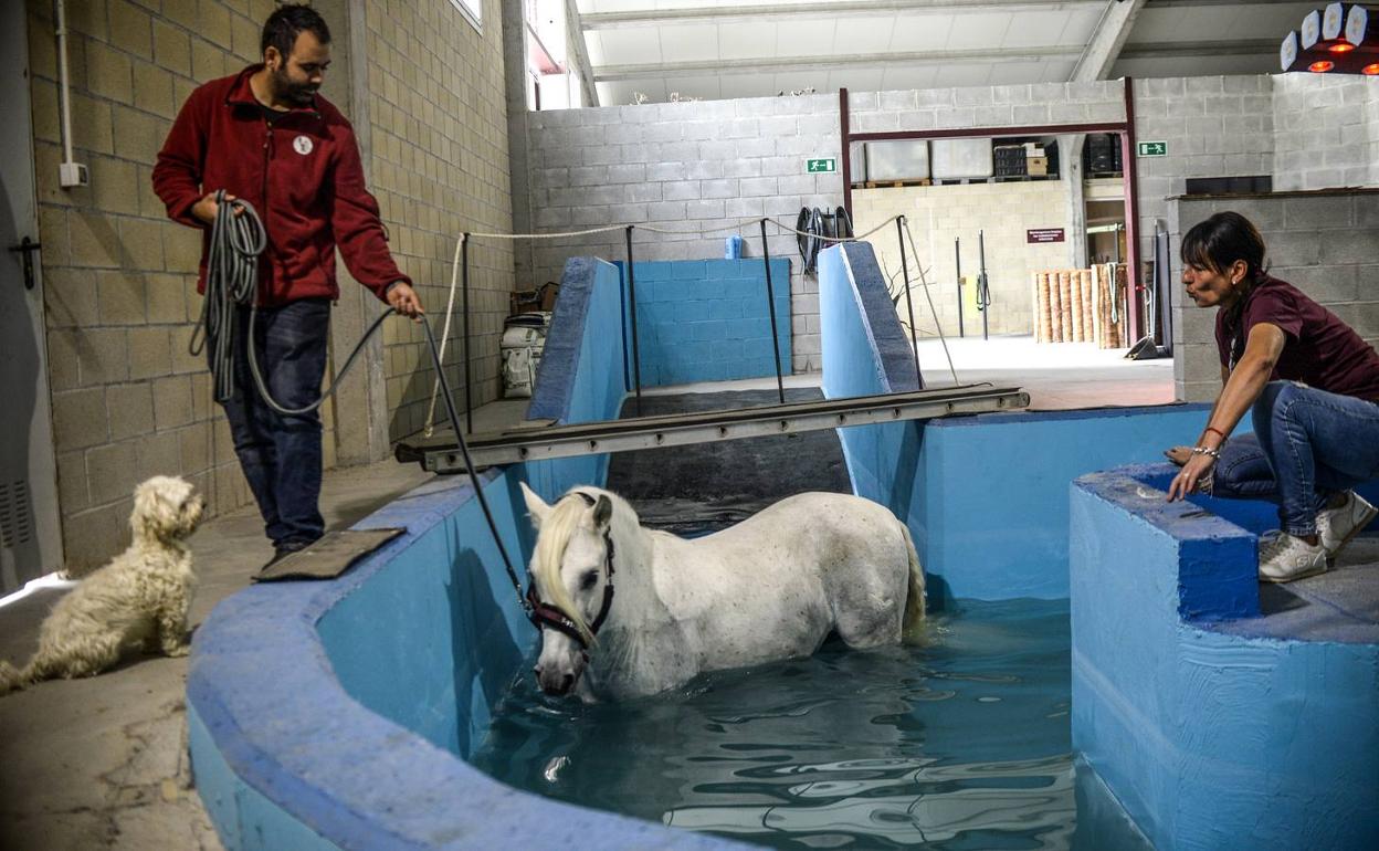Un 'spa' para caballos en Euskadi | El Correo